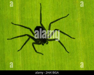 Flattie spider (Selenops rediatus) from North Africa, resting on a ...