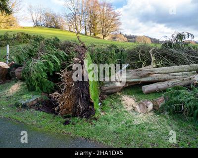 Trees blown over by Storm Arwen, crushing a caravan, Lake Windermere ...