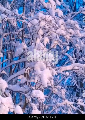 First frosts, the beginning of winter. First snow on tree branches ...
