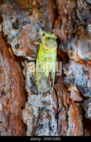 Symbol of Provence, one day young green cicada orni insect sits on tree ...