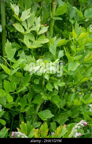 Lovage, Maggi herb (Levisticum officinale Stock Photo - Alamy