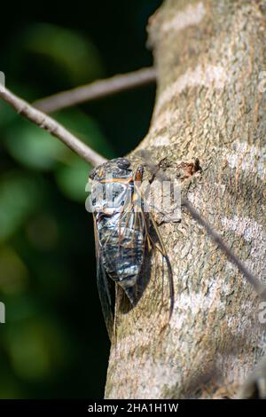 Symbol of Provence, adult cicada orni insect sits on tree close-up ...