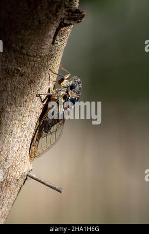Symbol of Provence, adult cicada orni insect sits on tree close-up ...