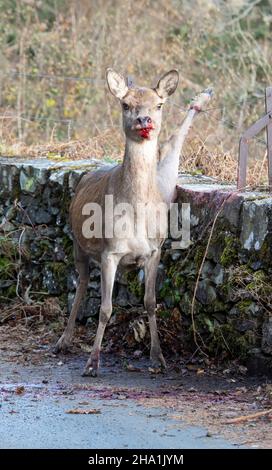 A Red Deer with its rear leg caught between two wires on a wall top ...