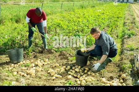 Hired workers harvest potatoes on plantation Stock Photo - Alamy