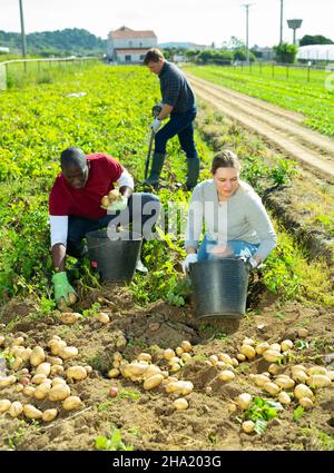 Team of workers harvests potatoes on plantation Stock Photo - Alamy