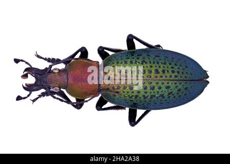ground beetle Carabidae Carabus Coptolabrus lafossei in close view ...