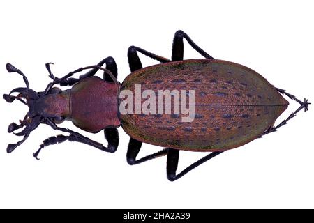 ground beetle Carabidae Carabus Coptolabrus lafossei in close view ...