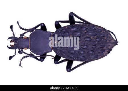 ground beetle Carabidae Carabus Coptolabrus smaragdinus in close view ...