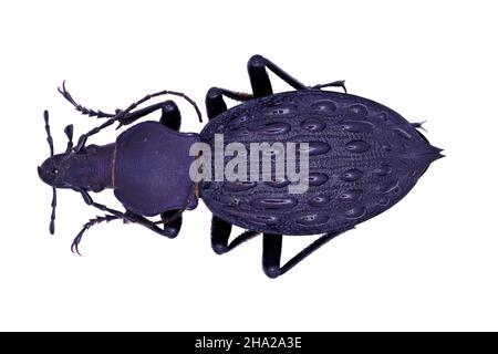 ground beetle Carabidae Carabus Coptolabrus smaragdinus in close view ...