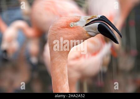 Close-up of a slightly more open rhododendron flower with some green ...