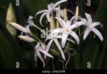 Swamp Lily (Crinum pedunculatum) flowering, growing on exposed beach ...
