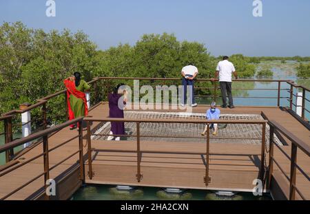 Sightseers at Jubail Mangrove Park, with grey mangroves, avicennia ...