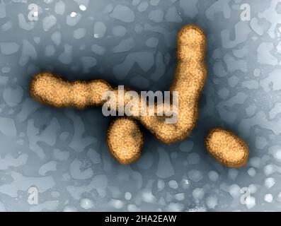 H1N1 flu virus particles (virions, blue) on a cell (green), coloured ...