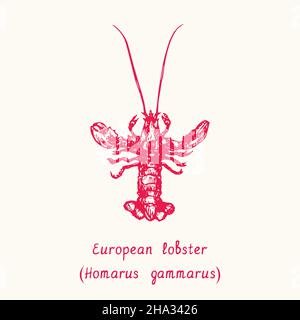 European or common lobster, Homarus gammarus (Blue lobster, Homarus ...