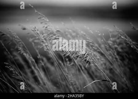 A grayscale shot of reed field Stock Photo - Alamy
