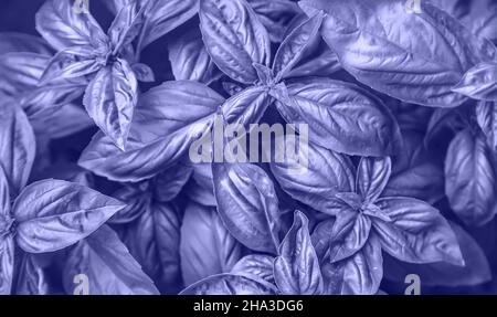 Young purple Basil grows in the garden. Close-up of purple and green ...