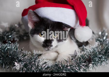 Christmas card with cute young tomcat Stock Photo - Alamy