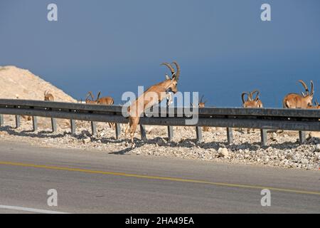 Ibex jump over a safety fence while crossing a road near Ein gedi ...