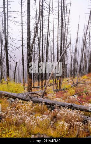 Burned trees from wildfire with fall colors in the mountains Stock ...