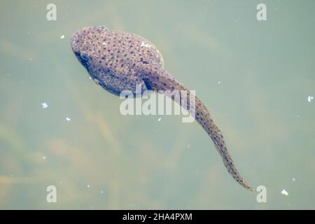 Tadpole swimming in a swamp in the spring of the year Stock Photo - Alamy