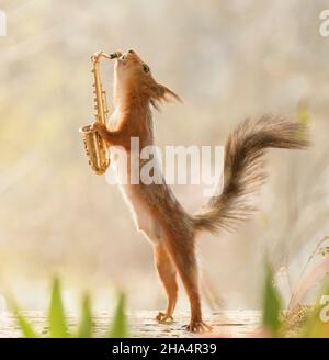 red squirrel is standing with a saxophone Stock Photo - Alamy