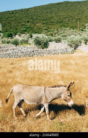 Gray donkey walks dry grass in a green park Stock Photo - Alamy