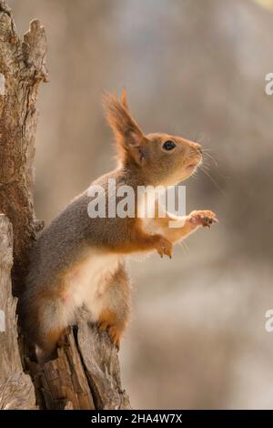 Close-up of a squirrel looking out from a tree Stock Photo - Alamy