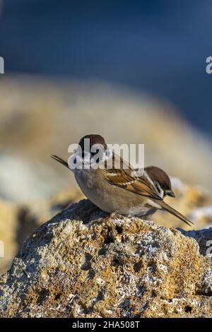 Closeup shot of a Eurasian blue tit perched on a tree branch Stock ...