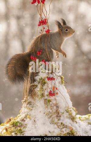 red squirrel behind a tree trunk Stock Photo - Alamy
