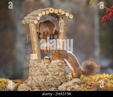 red squirrels standing with a wishing well Stock Photo - Alamy