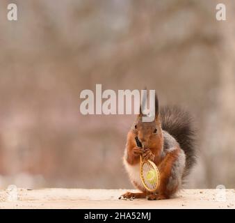 red squirrel is holding an Tennis ball stand on block with wimbledon ...