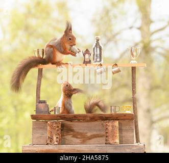 red squirrels are standing in an bar with cups and bird Stock Photo - Alamy