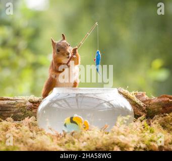 red squirrel with an fish from a fishing bowl Stock Photo - Alamy