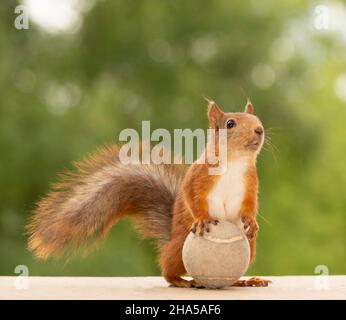 red squirrel is holding an Tennis ball stand on block with wimbledon ...