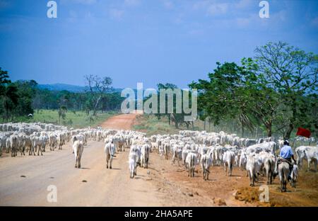Cattle cow cowboy in Bolivia Stock Photo - Alamy