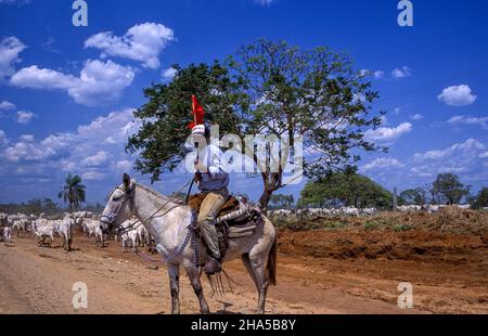 Cattle cow cowboy in Bolivia Stock Photo - Alamy