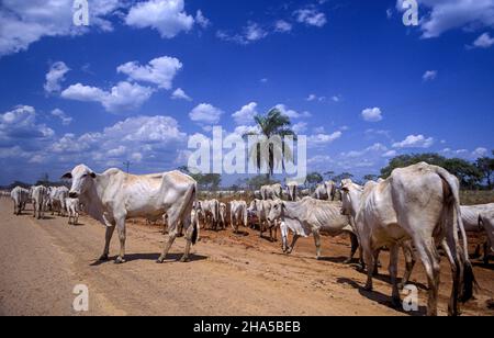 Cattle cow cowboy in Bolivia Stock Photo - Alamy