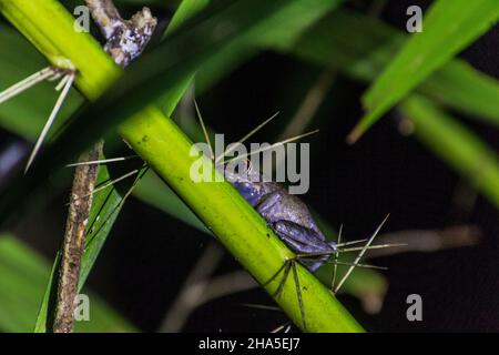 Frog in Bako national park on Borneo island, Malaysia Stock Photo - Alamy