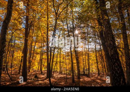 Nice beech forest in autumn in Spain, mountain Montseny Stock Photo - Alamy