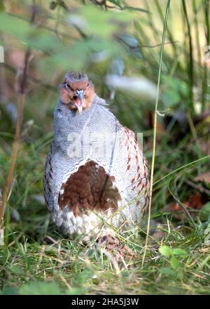 Grey Partridge, Gray Partridge (Perdix perdix). Hen with several chicks ...