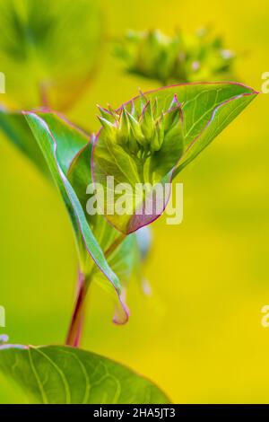 Hen and Flowers Stock Photo - Alamy