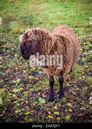 Side profile portrait of sheep on green meadow Stock Photo - Alamy