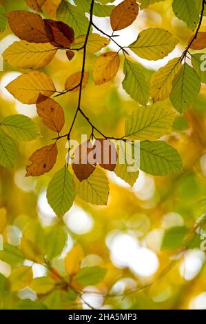 Bottom view of a Beech or Fagus tree Stock Photo - Alamy