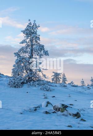 spruce trees,tree line on the särkitunturi,muonio,lapland,finland Stock ...
