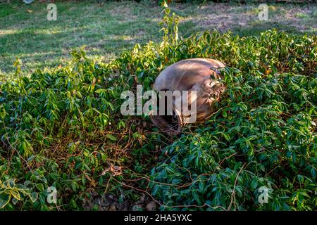 broken old pot lying in a garden in autumn Stock Photo - Alamy