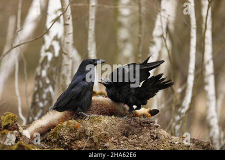 Pair of ravens fighting for prey between birch trees in spring - Corvus ...