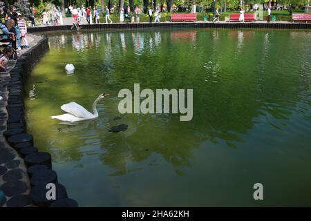 beautiful clean white swan swims in a clear lake Stock Photo - Alamy