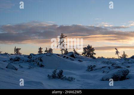 spruce trees,tree line on the särkitunturi,muonio,lapland,finland Stock ...