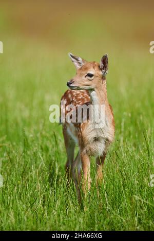 fallow deer (Dama dama, Cervus dama), fallow deer calf in a pasture ...